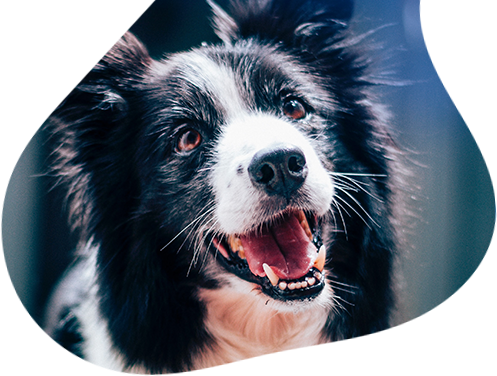 El mejor alimento Premium para perros | Champion Dog